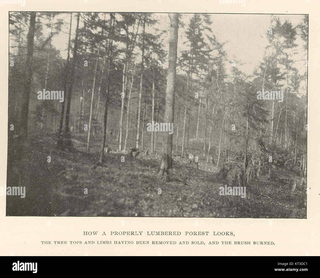 41620 How a Properly Lumbered Forest Looks The tree tops and limbs ...