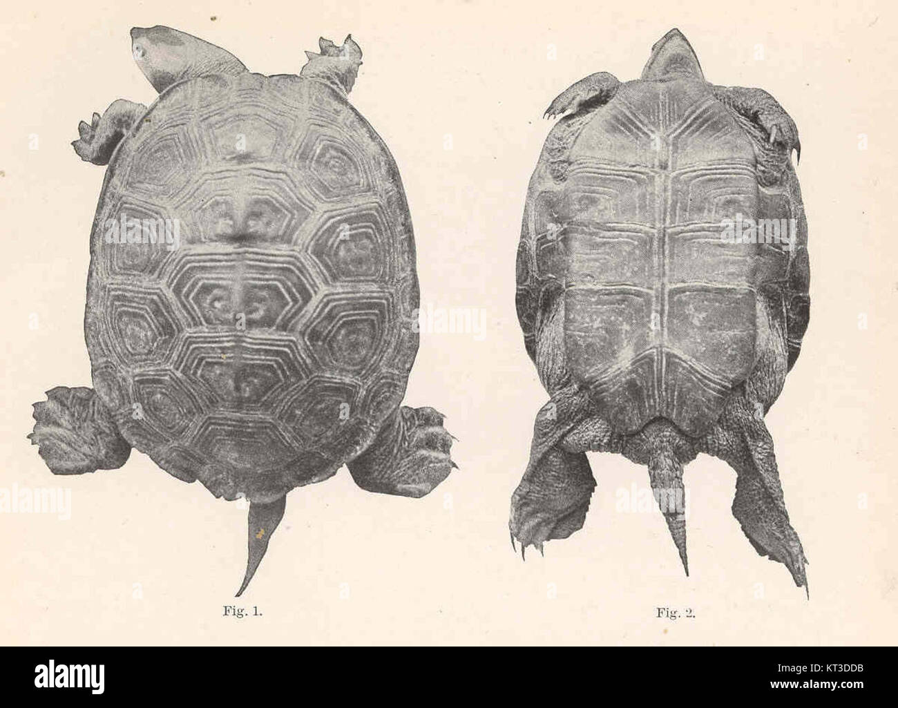 This image showcases Malaclemmys centrata concentrica, an adult male ...