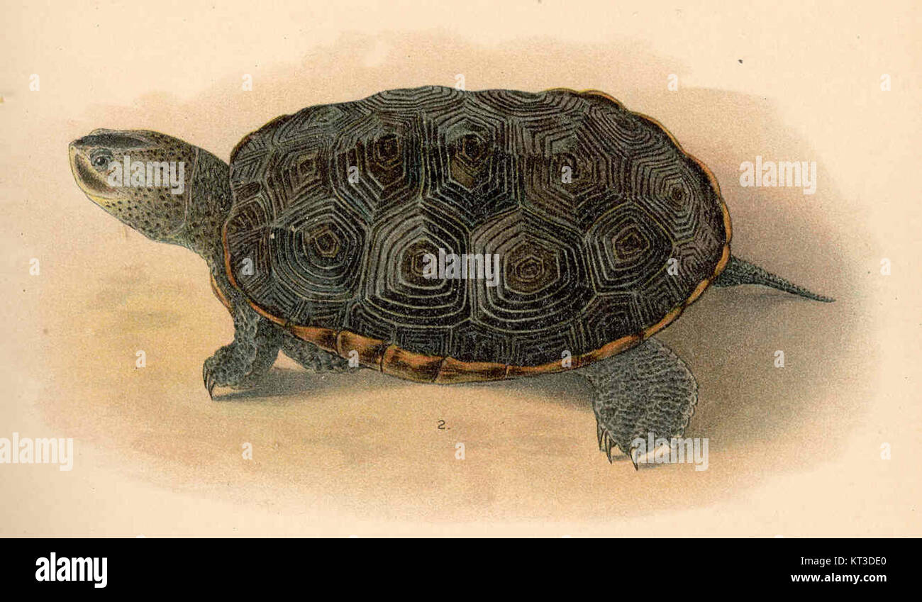 Malaclemmys pileata, commonly known as the helmeted turtle, is a ...