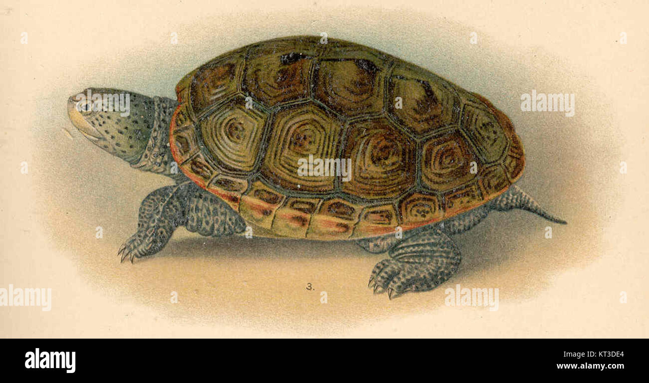 Malaclemmys littoralis, also known as the Southern Map Turtle, is a ...