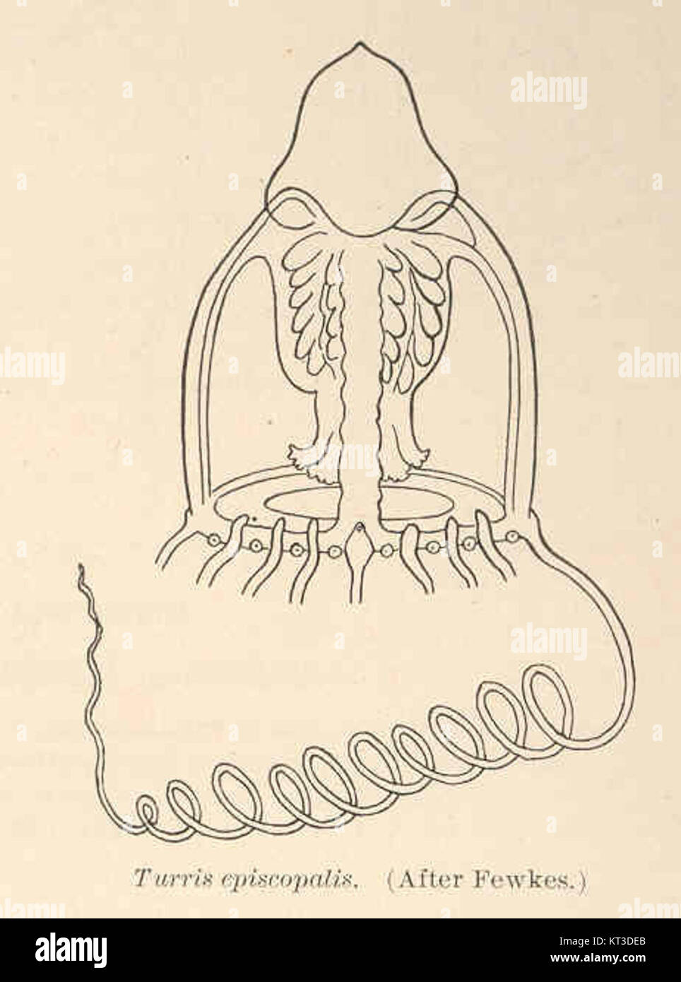 Fewkes hi-res stock photography and images - Alamy