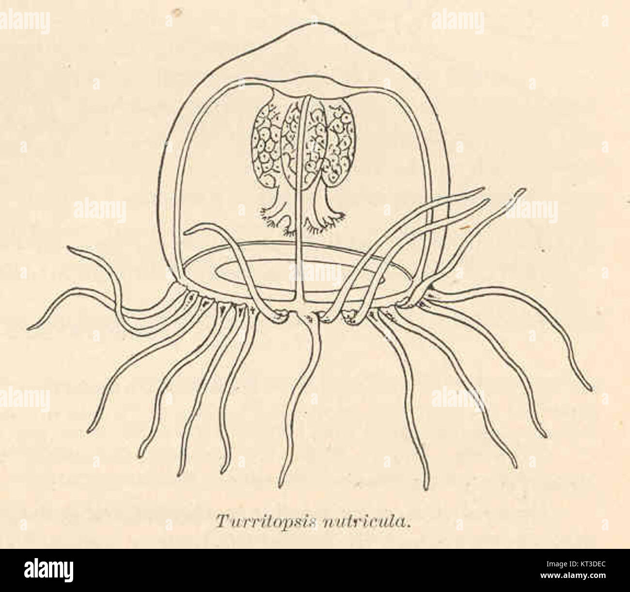 Turritopsis nutricula, also known as the 'immortal jellyfish,' is a ...
