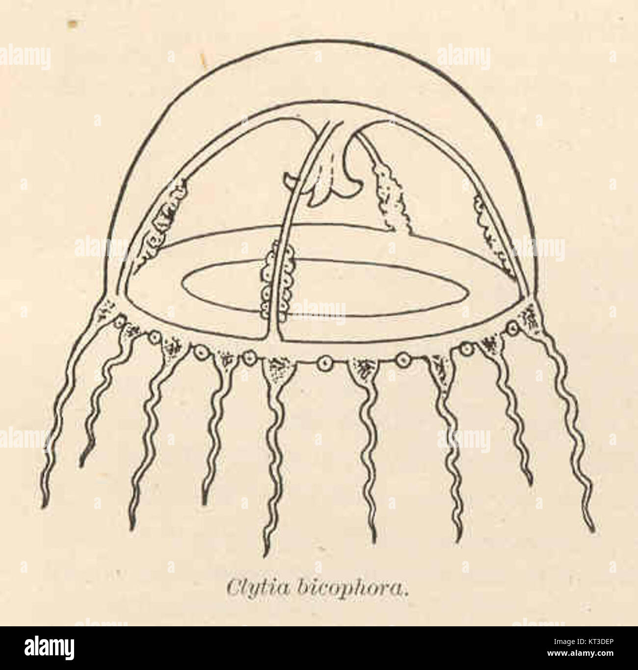 Phylum cnidaria jellyfish hi-res stock photography and images - Alamy