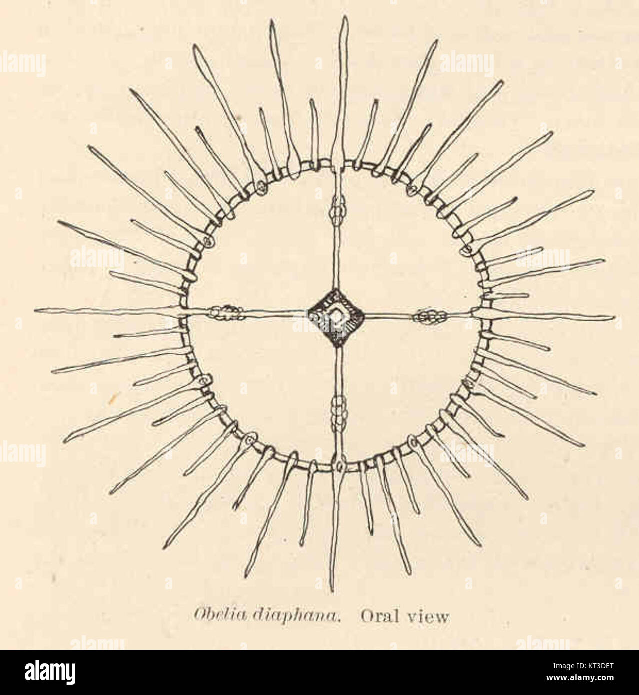 Obelia hi-res stock photography and images - Alamy