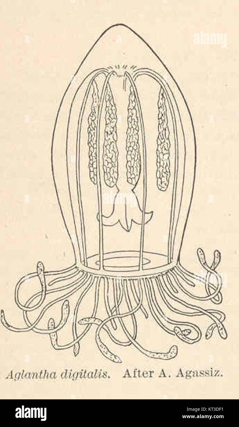 The Aglantha digitalis, also known as the â€˜digitated hydromedusa,â ...