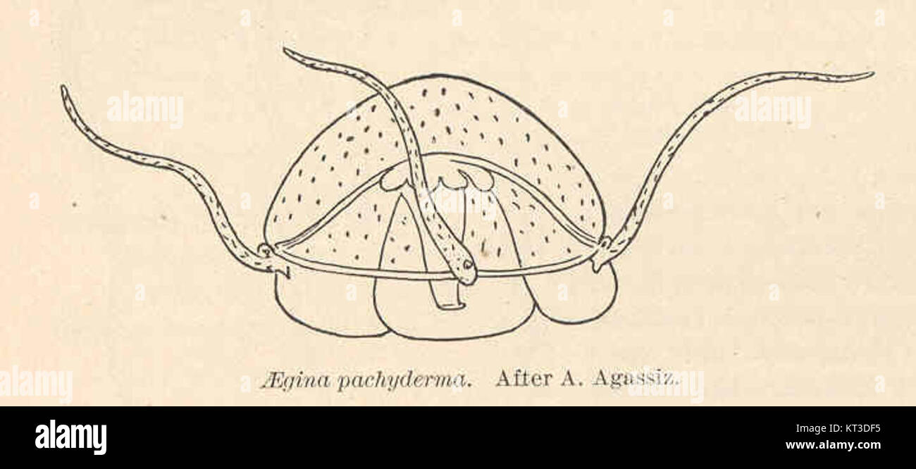 41692 AEgina pachyderma Stock Photo - Alamy