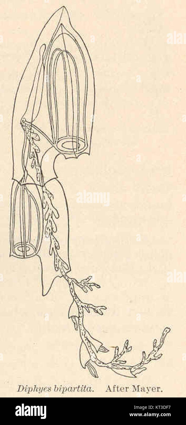 Diphyes hi-res stock photography and images - Alamy