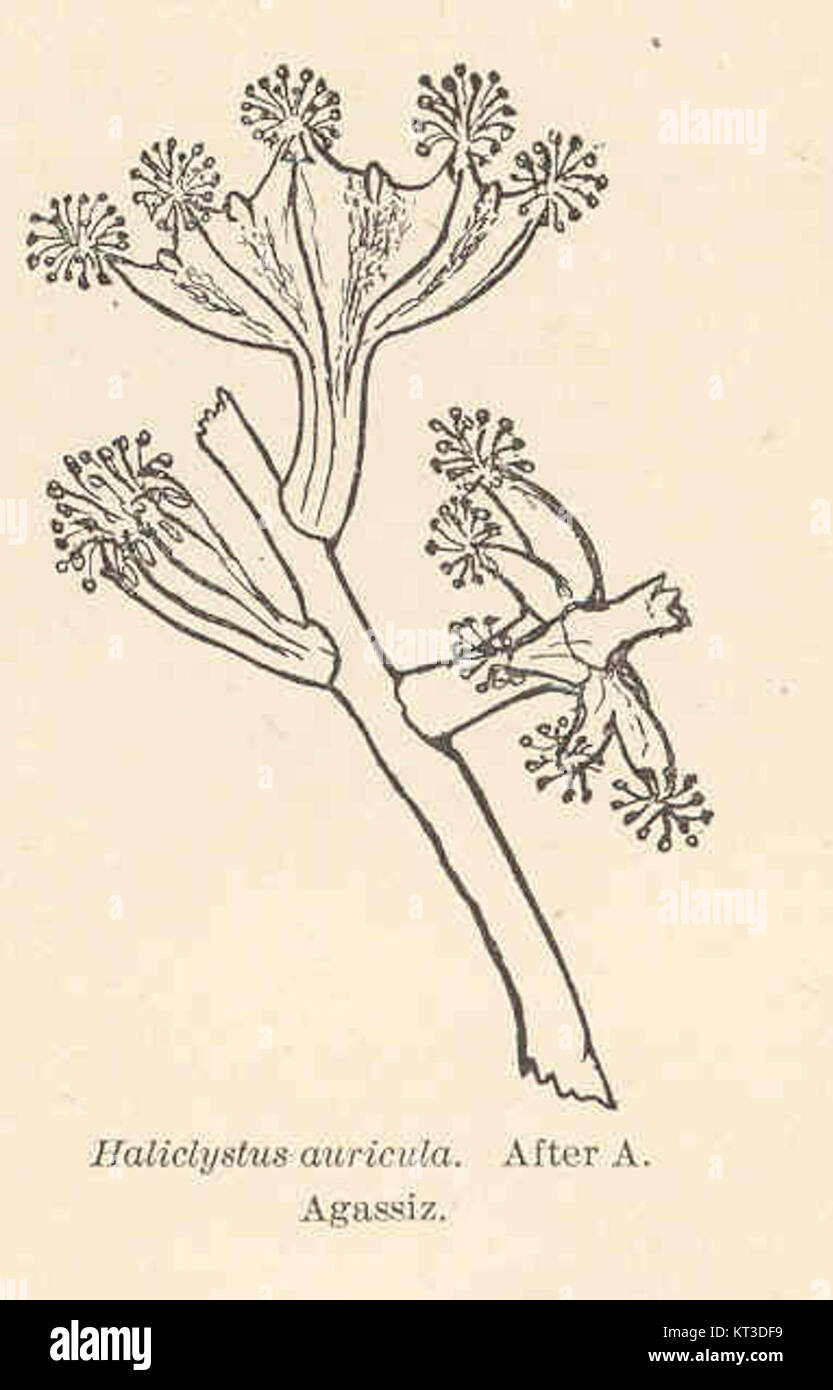 Haliclystus auricula, an organism studied by A. Agassiz, is part of ...