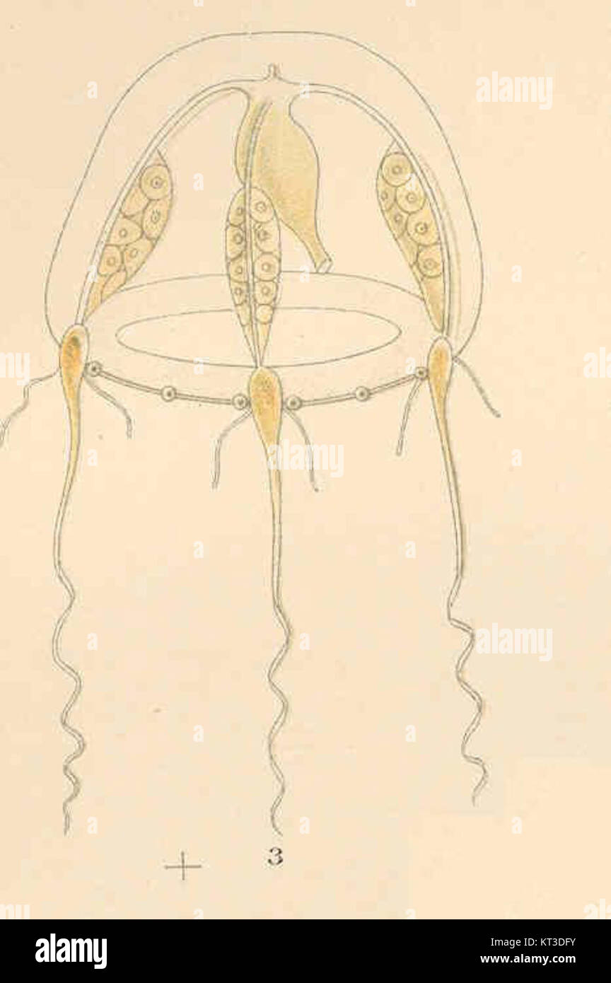 Eucheilota duodecimalis is a species of moth known for its distinctive ...