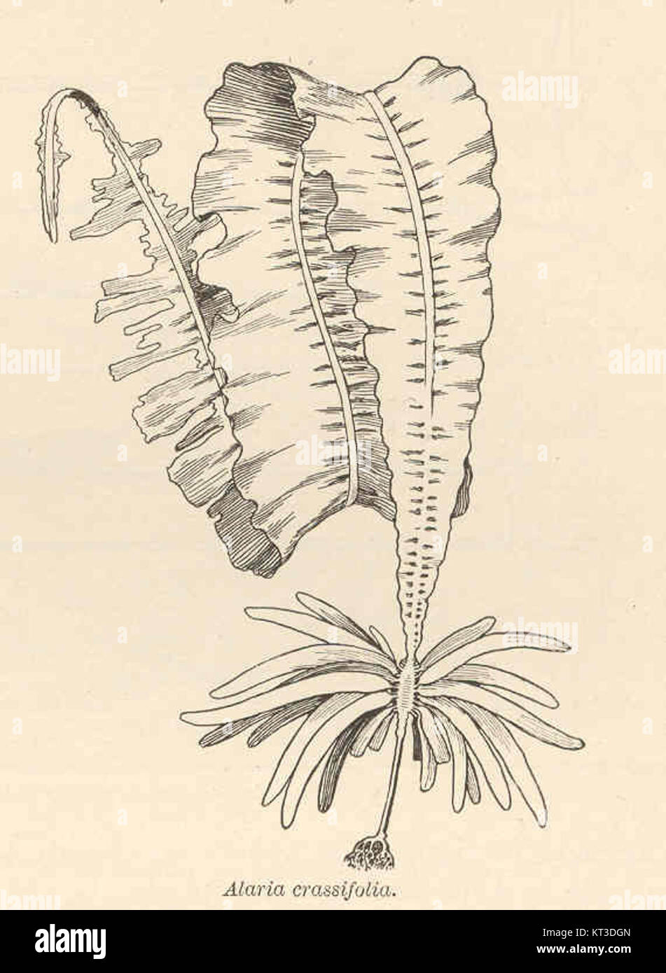 Alaria hi-res stock photography and images - Alamy