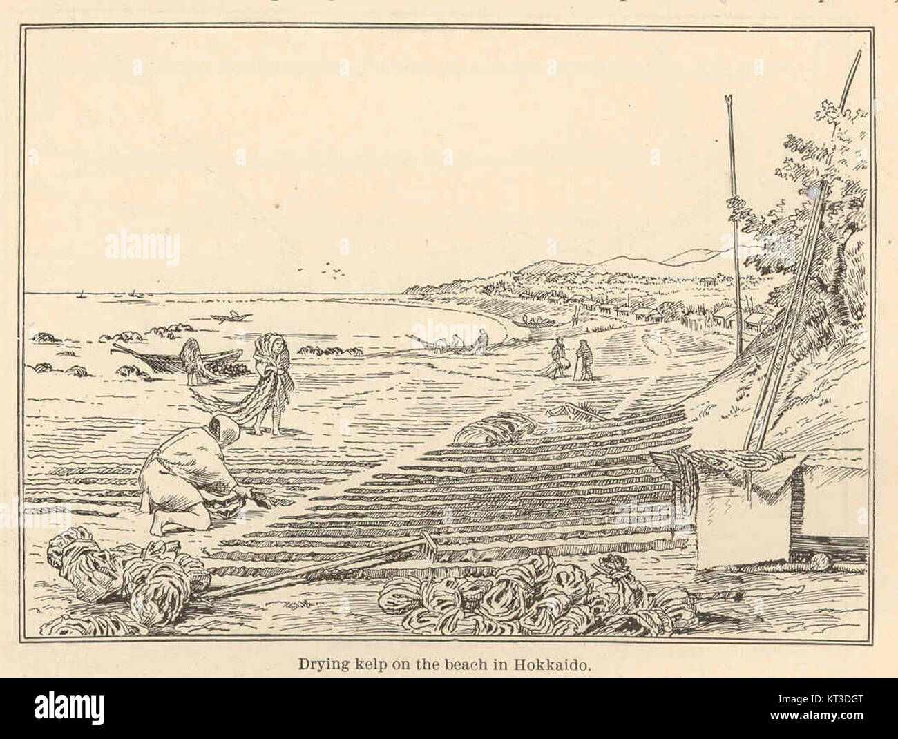 The image shows the process of drying kelp along the beaches of ...