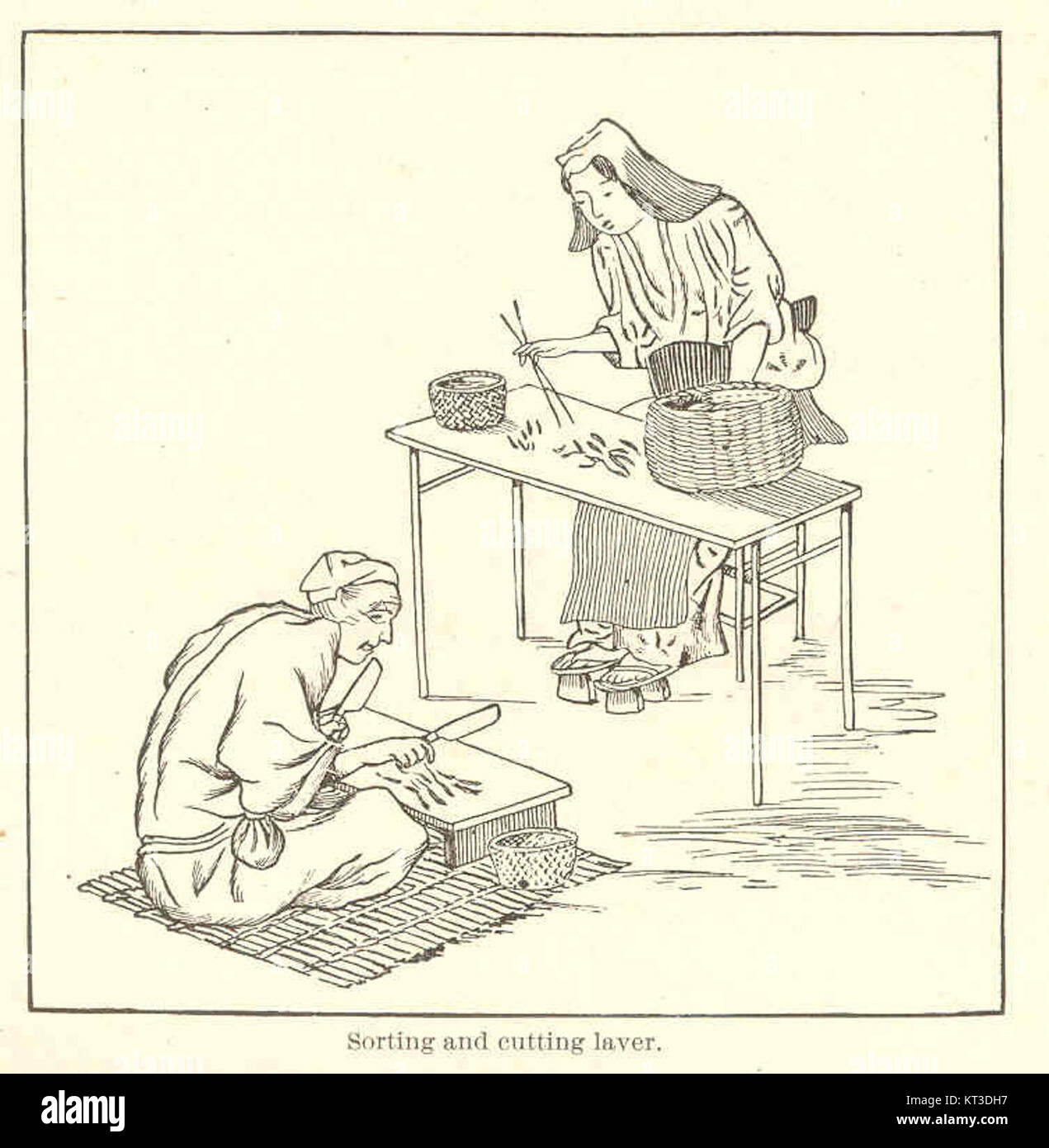 41745 Sorting and cutting laver Stock Photo - Alamy