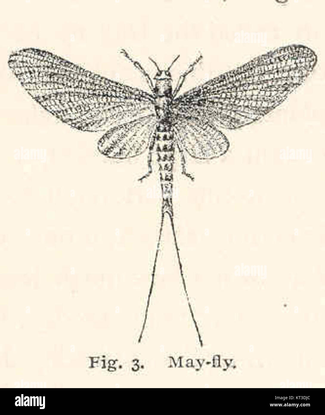 The May-fly, cataloged as 41777, is an insect species known for its ...
