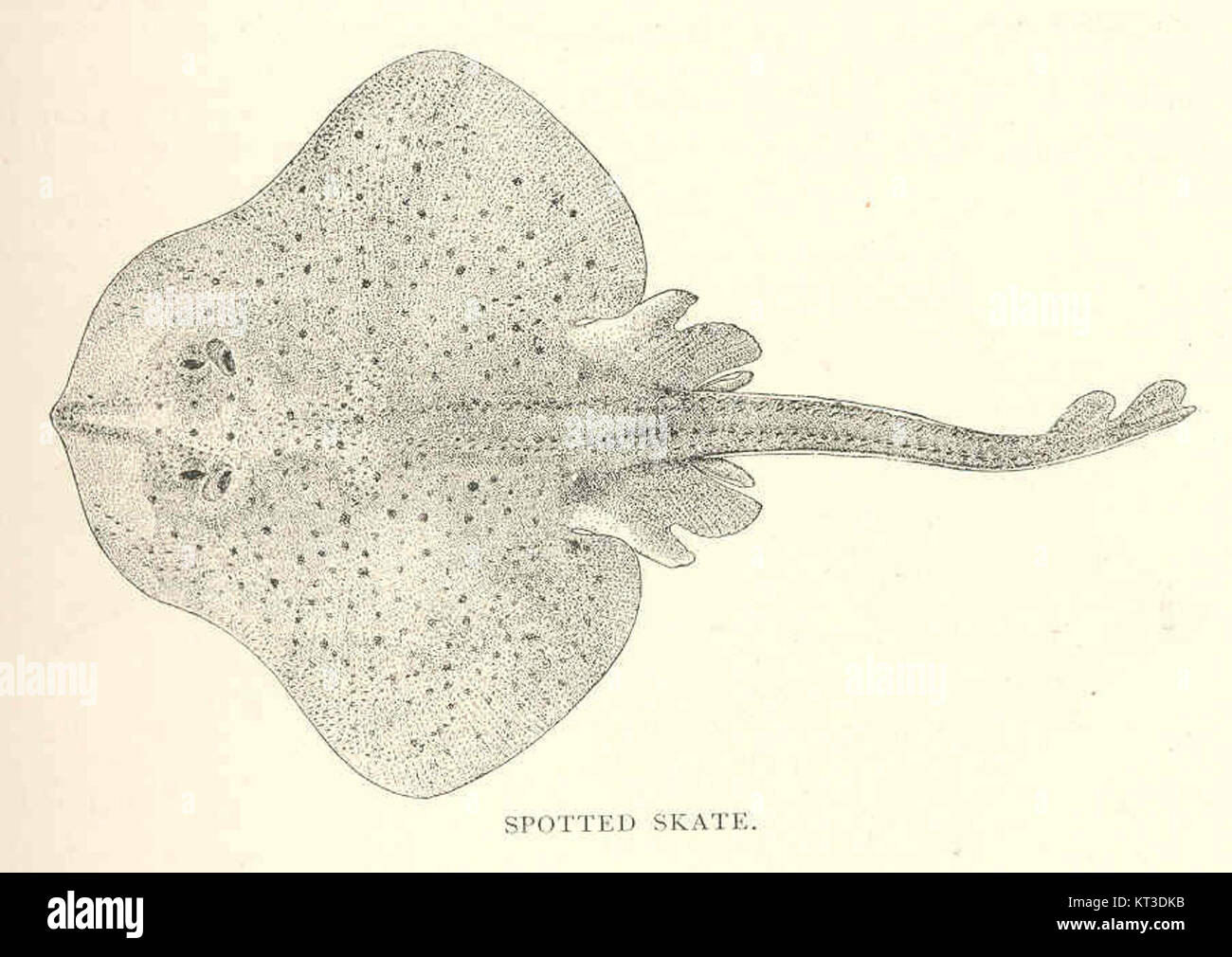 Vulnerable fish species hi-res stock photography and images - Alamy