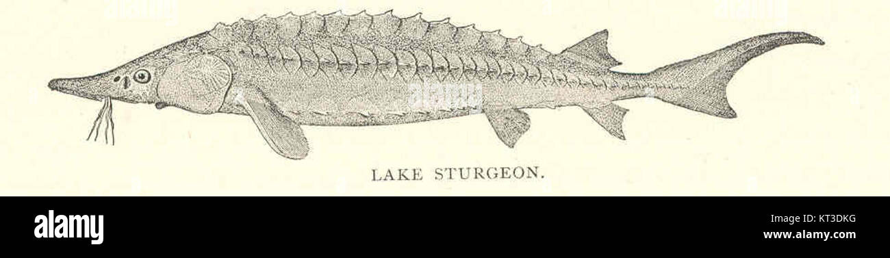 lake-sturgeon-acipenser-rubicundus-lesueur-a-species-of-fish-known