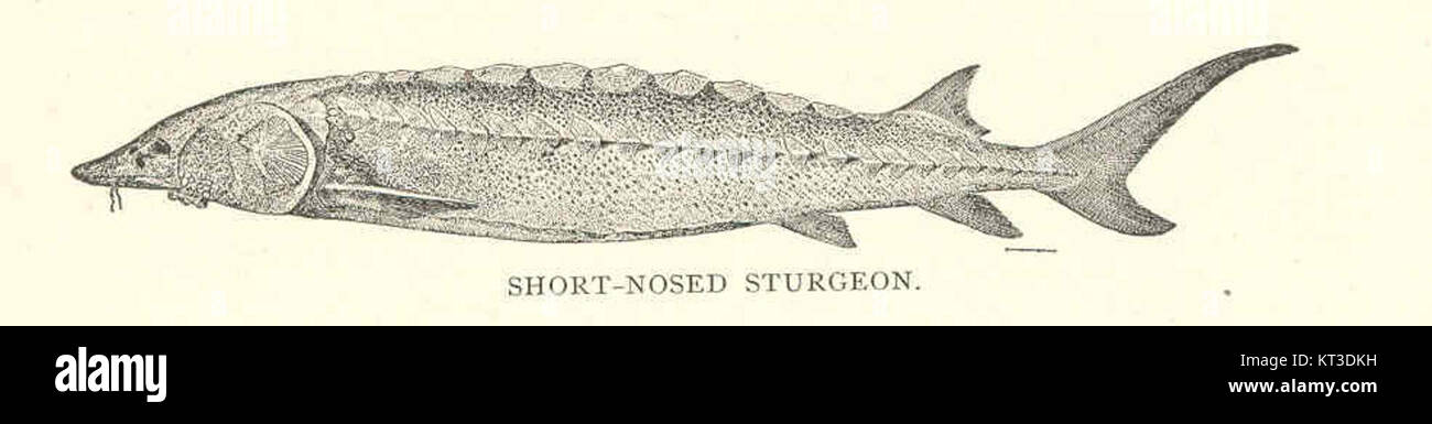 Short nosed sturgeon hi-res stock photography and images - Alamy