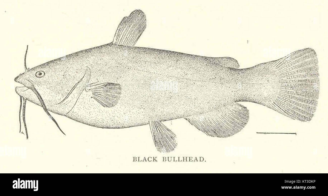 Bullhead fish hi-res stock photography and images - Alamy