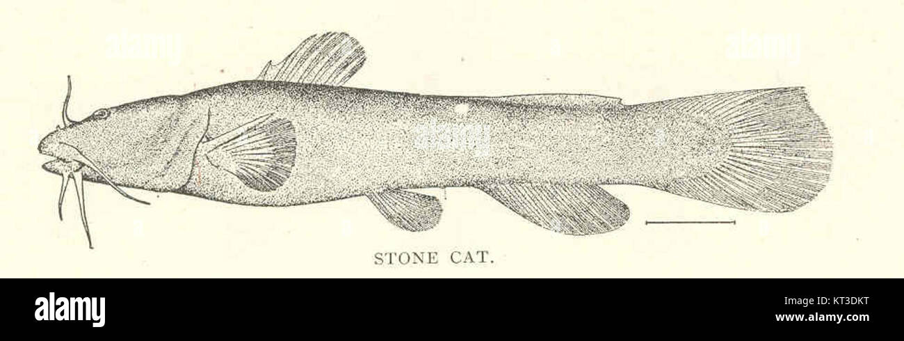 Noturus flavus hi-res stock photography and images - Alamy