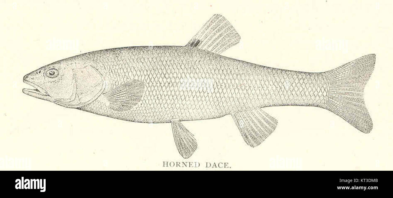 The Horned Dace (Semotilus atromaculatus Mitchill) is a species of ...