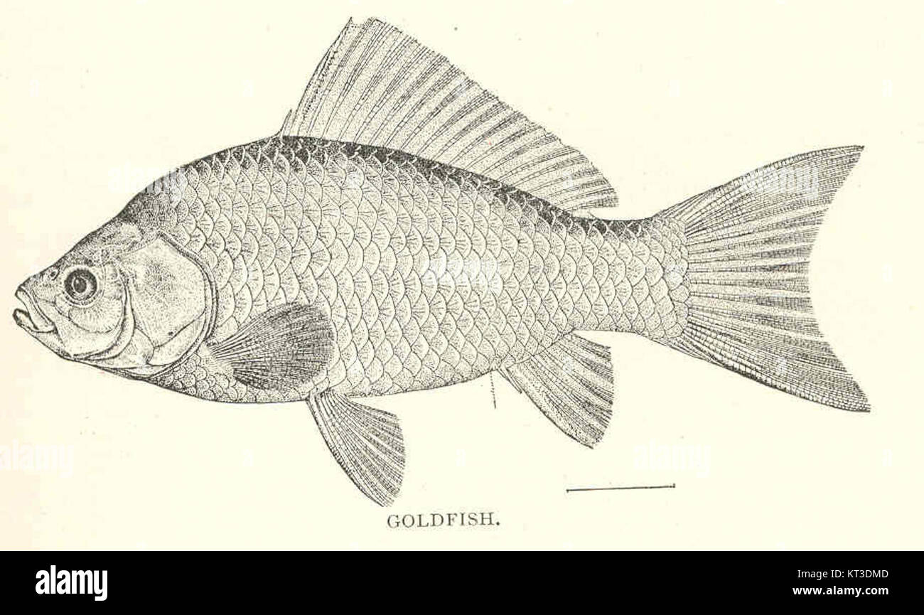 The goldfish (Carassius auratus) is a small ornamental fish species ...