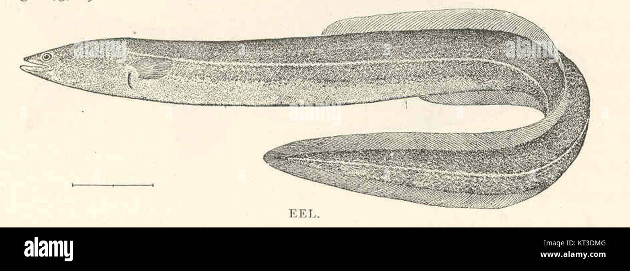 Eel anguilla hi-res stock photography and images - Alamy