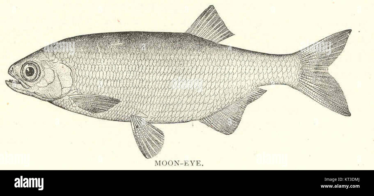 Illustration of Hiodon tergisus, commonly known as Moon-Eye, species ...