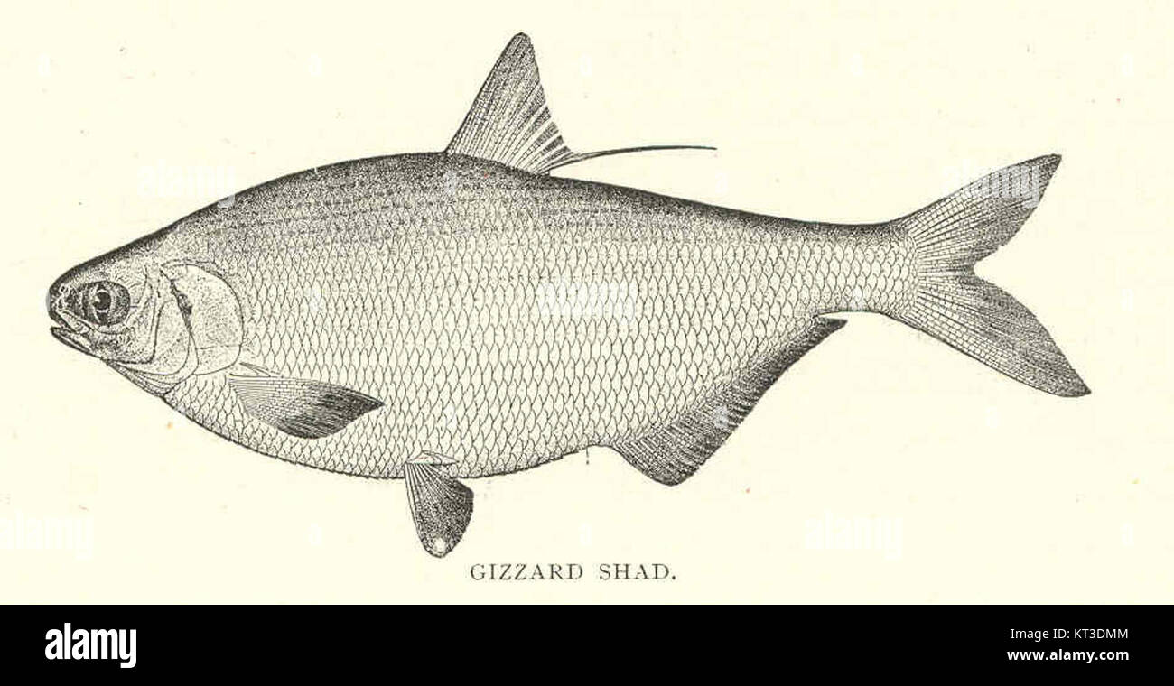 Gizzard Shad (Dorosoma cepedianum), a freshwater fish species native to ...