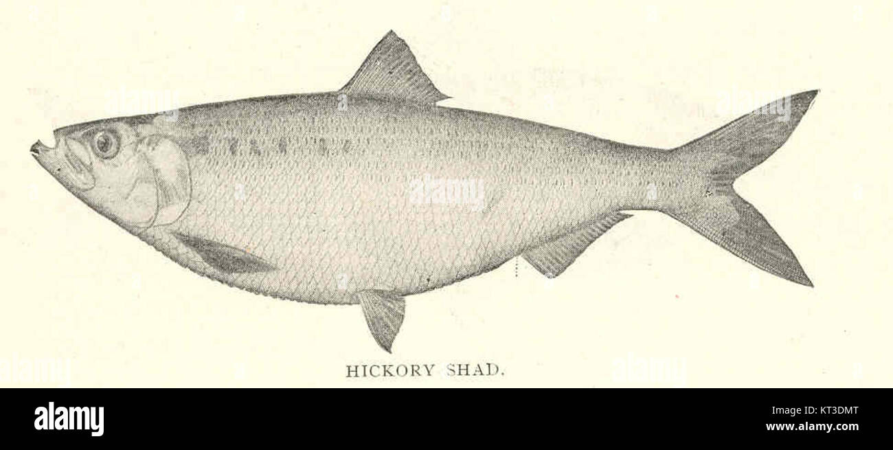 Hickory shad hi-res stock photography and images - Alamy