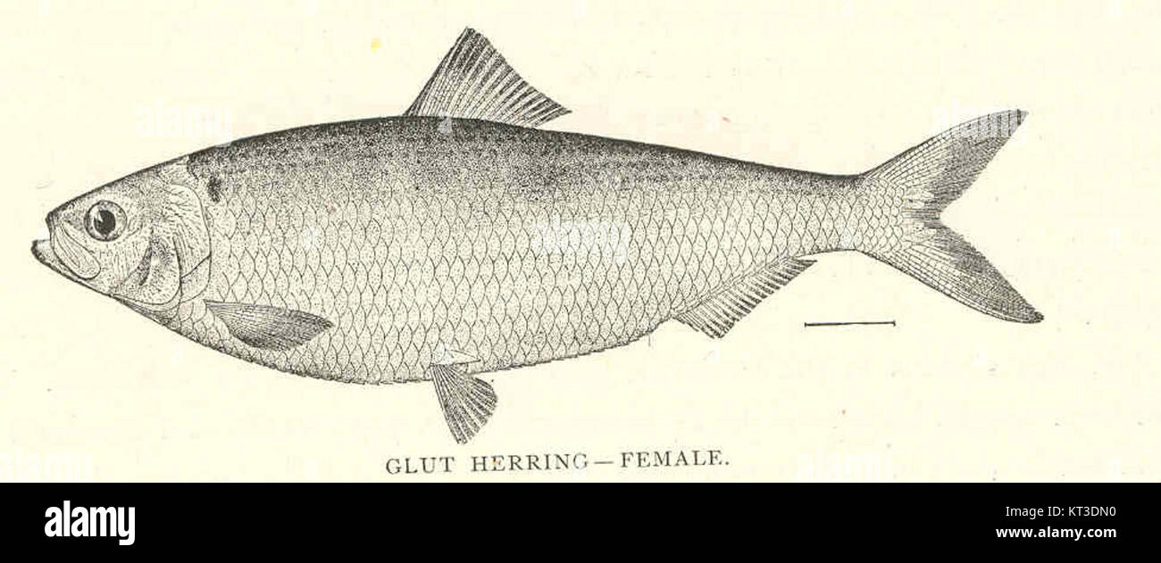 The 41830 Glut Herring, scientifically known as Pomolobus cyanonoton ...