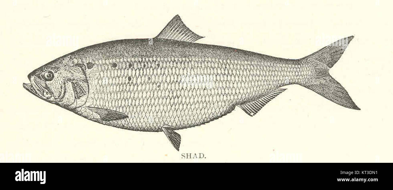 Alosa sapidissima hi-res stock photography and images - Alamy