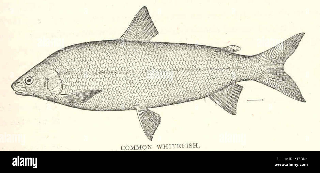 41834 Common Whitefish (Coregonus clupeiformis Mitchill Stock Photo - Alamy