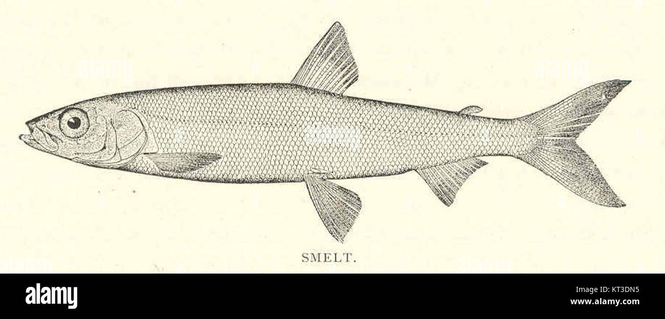 A detailed image of Argyrosomus osmeriformis, commonly known as Smelt ...