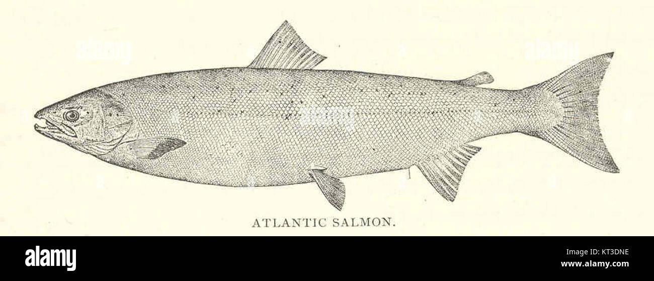 Salmo salar linnaeus hi-res stock photography and images - Alamy