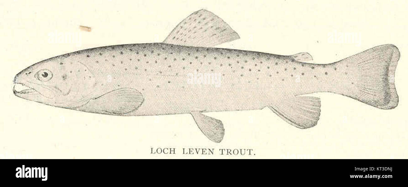 41846 Loch Leven Trout (Salmo trutta levenensis Walker) (Introduced ...