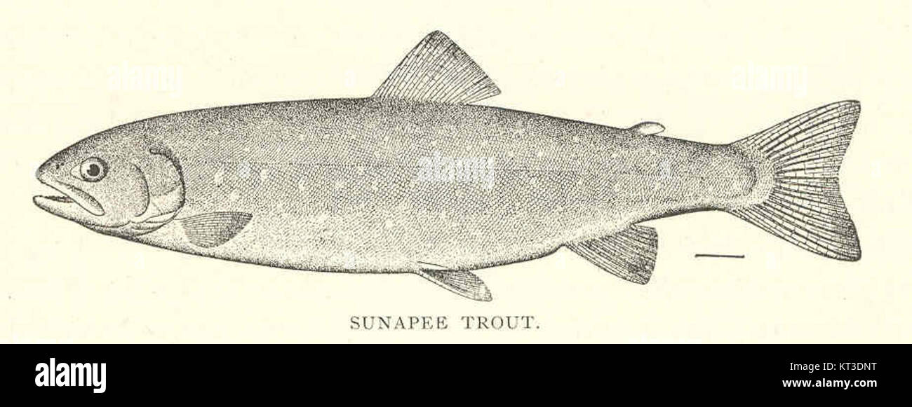 41851 Sunapee Trout (Salvelinus aureolus Bean) (Introduced Stock Photo ...