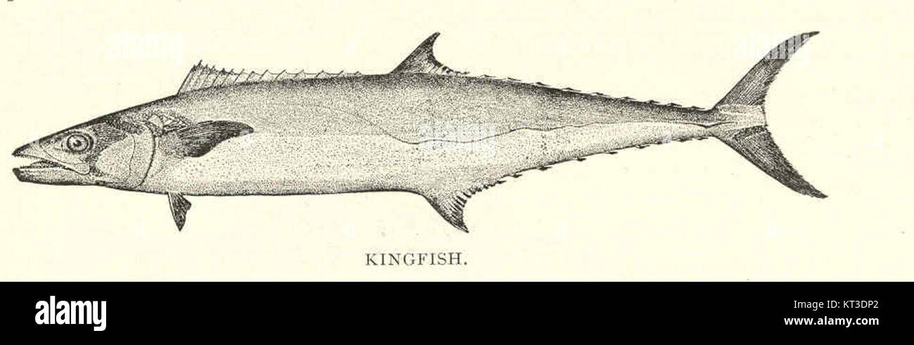41857 Kingfish (Scomberomorus cavalla Cuvier Stock Photo - Alamy