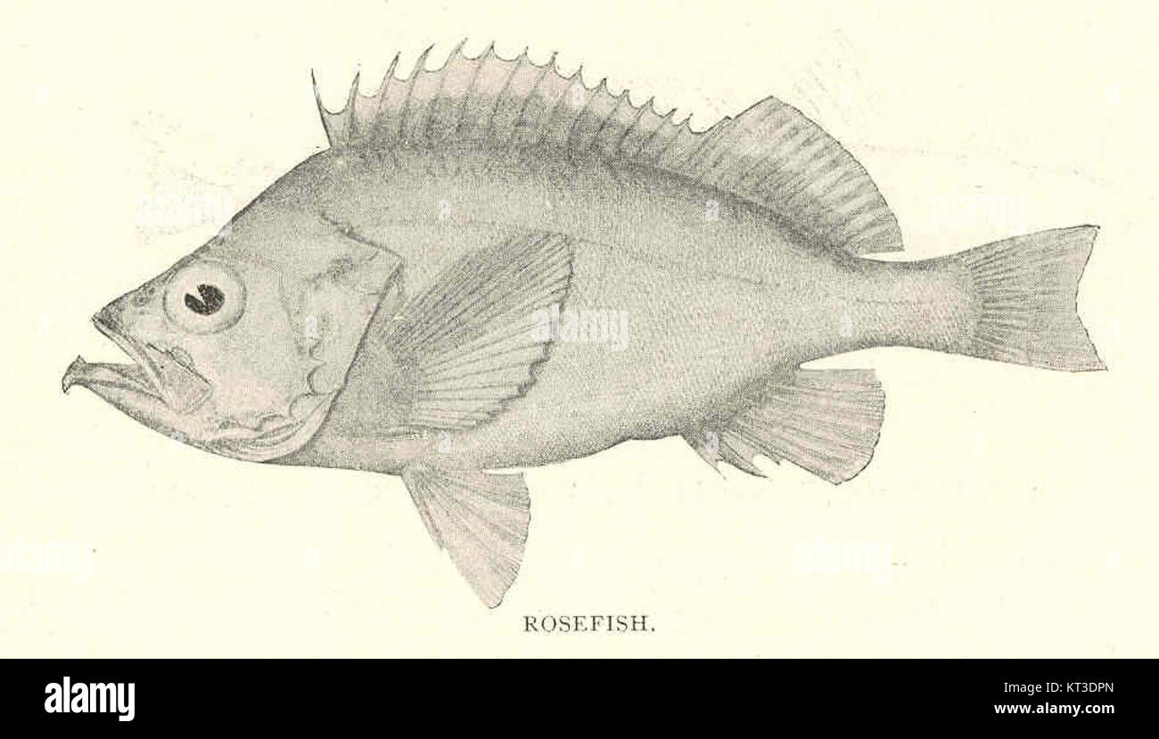 Rosefish (Sebastes marinus), a species of marine fish found in the ...
