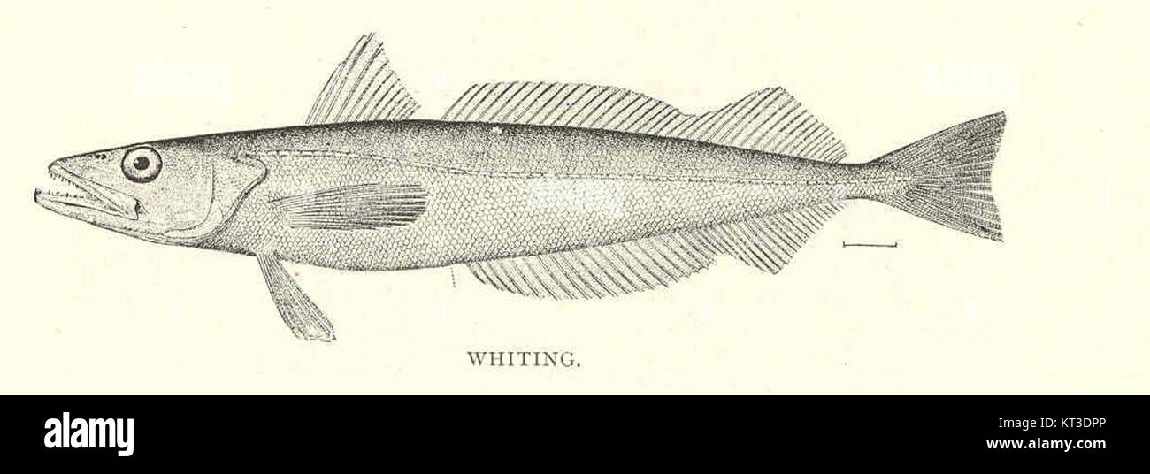 Fish species hi-res stock photography and images - Alamy