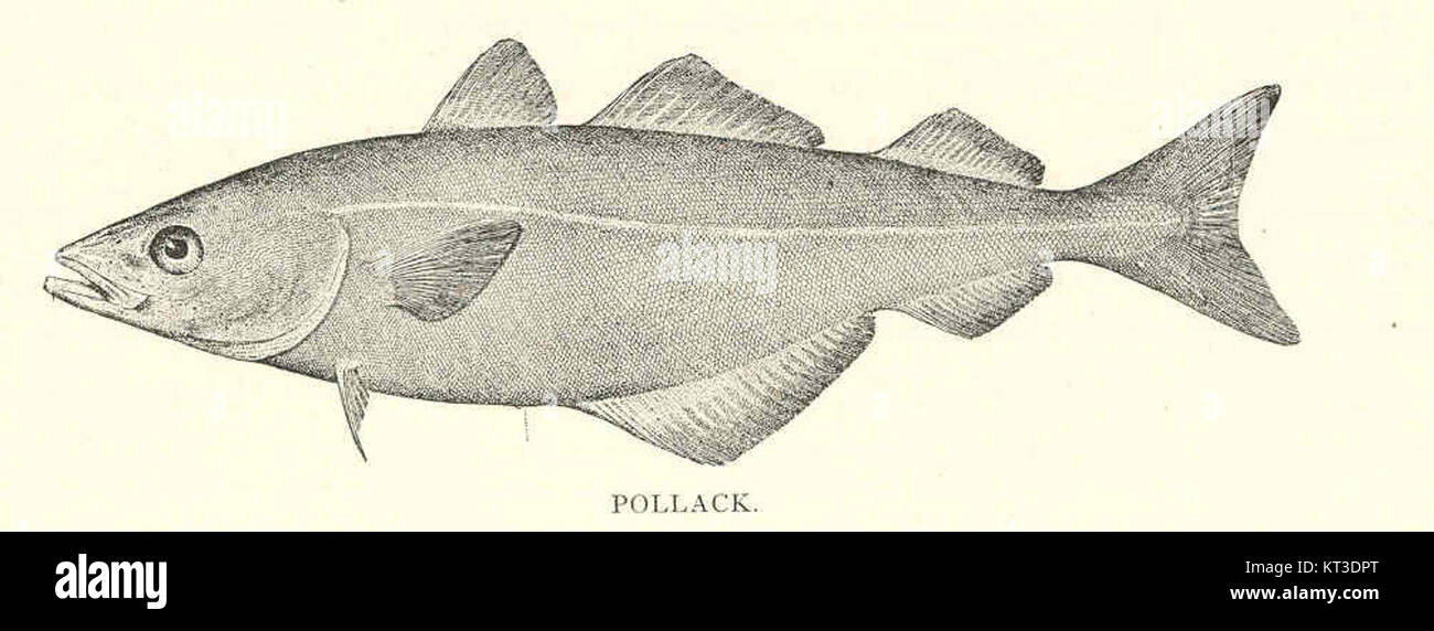 41876 Pollack (Pollachius virens Linnaeus Stock Photo - Alamy