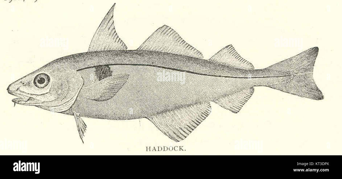 Melanogrammus hi-res stock photography and images - Alamy