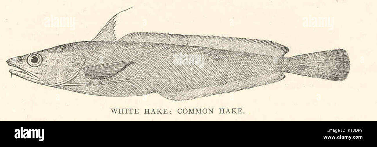 Common hake hi-res stock photography and images - Alamy