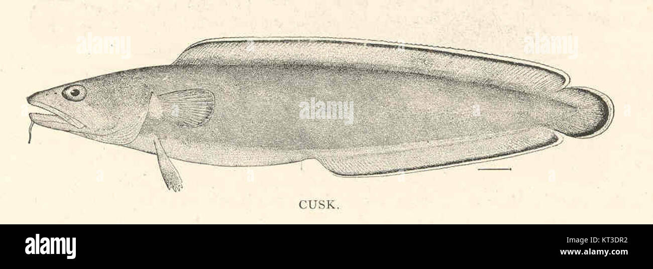 Marine creatures valuable hi-res stock photography and images - Alamy