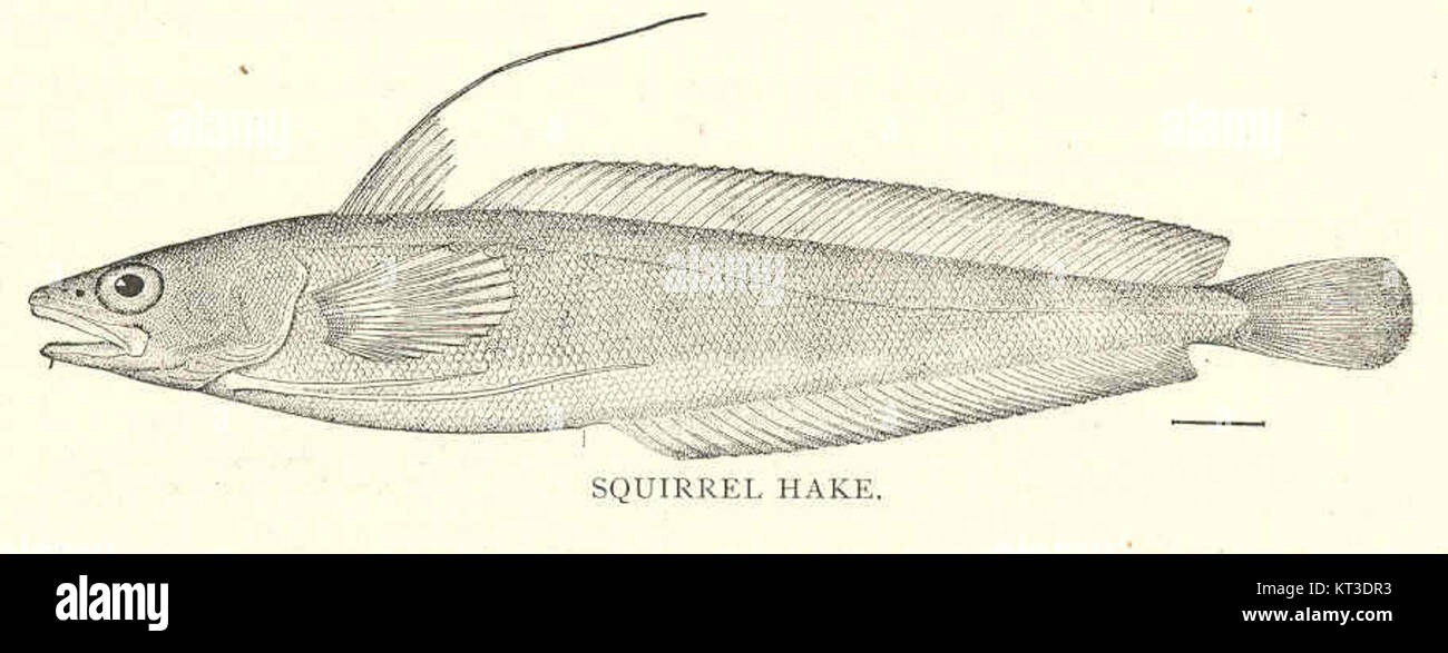 41880 Squirrel Hake (Europhycis chuss Walbaum Stock Photo - Alamy
