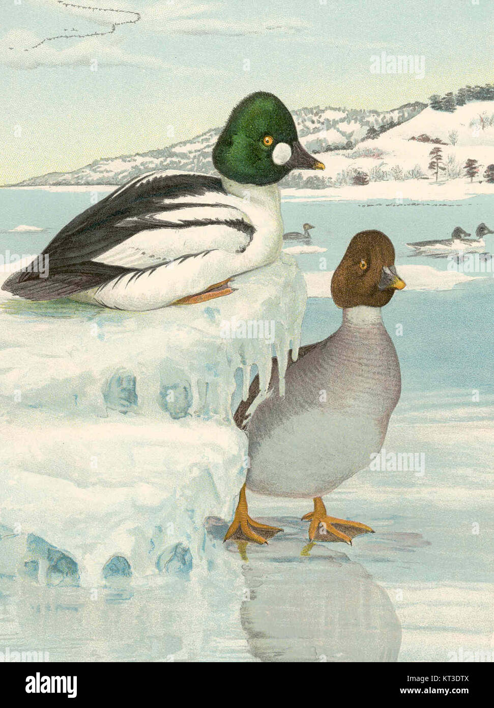 This illustration depicts the Golden Eye Duck, with the male (upper ...