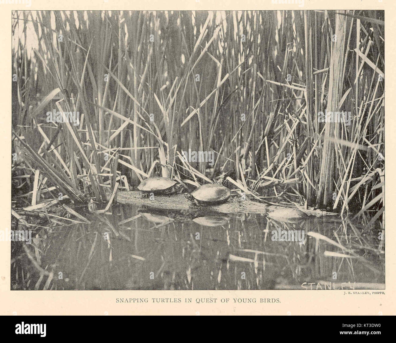 This image captures snapping turtles in pursuit of young birds ...