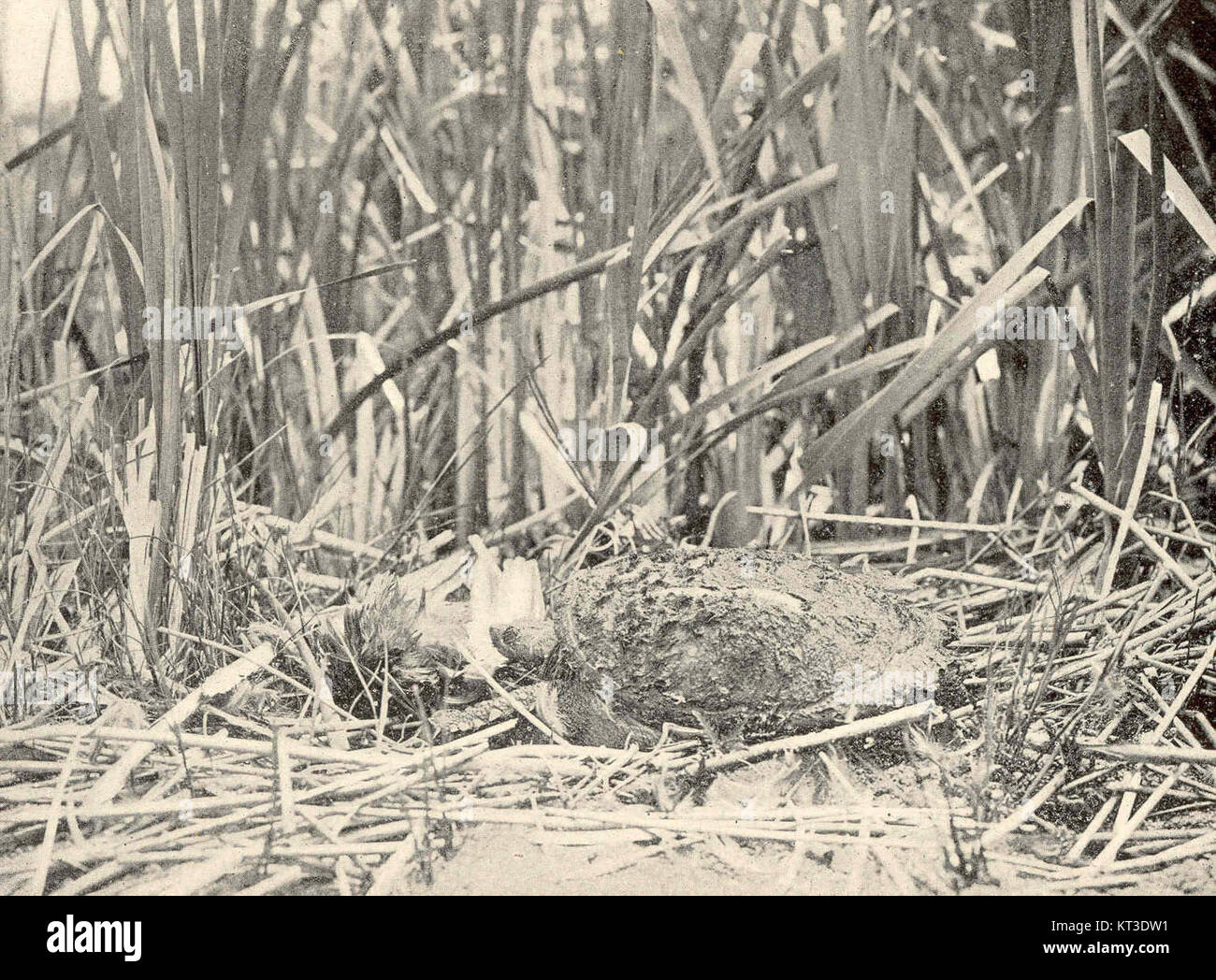 Mossback hi-res stock photography and images - Alamy