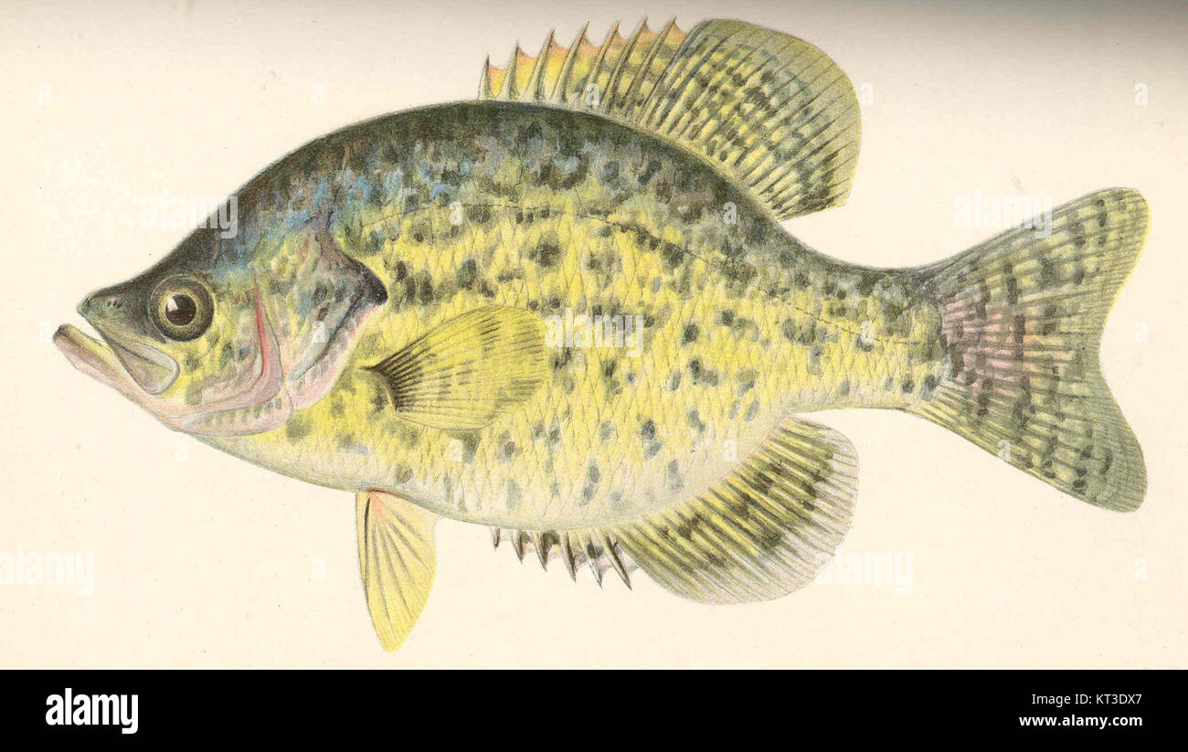 Calico Bass High Resolution Stock Photography and Images - Alamy