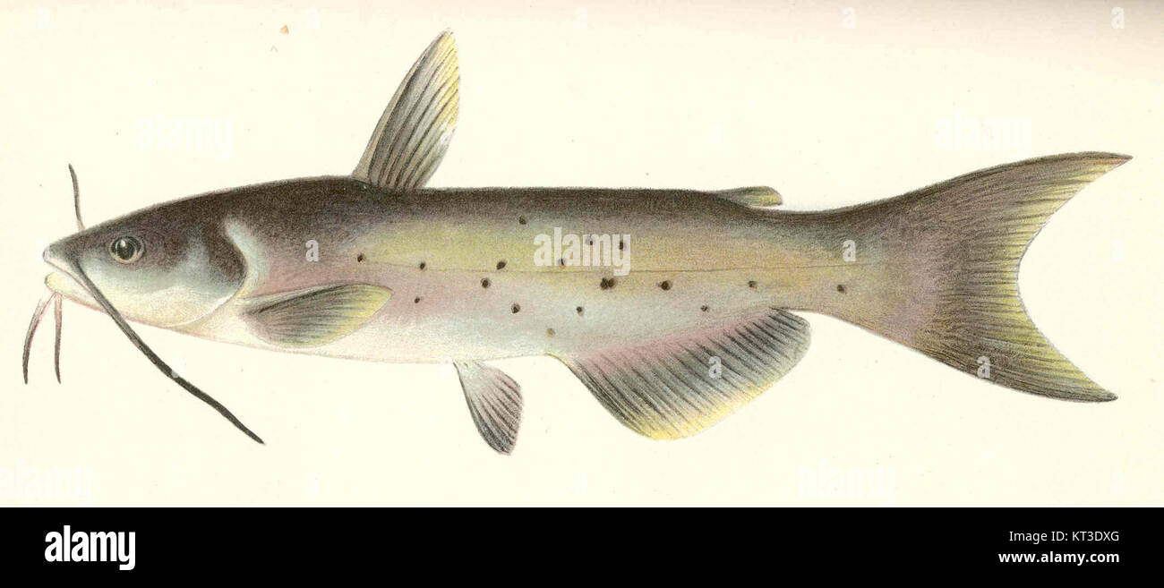 Ictalurus punctatus hi-res stock photography and images - Alamy
