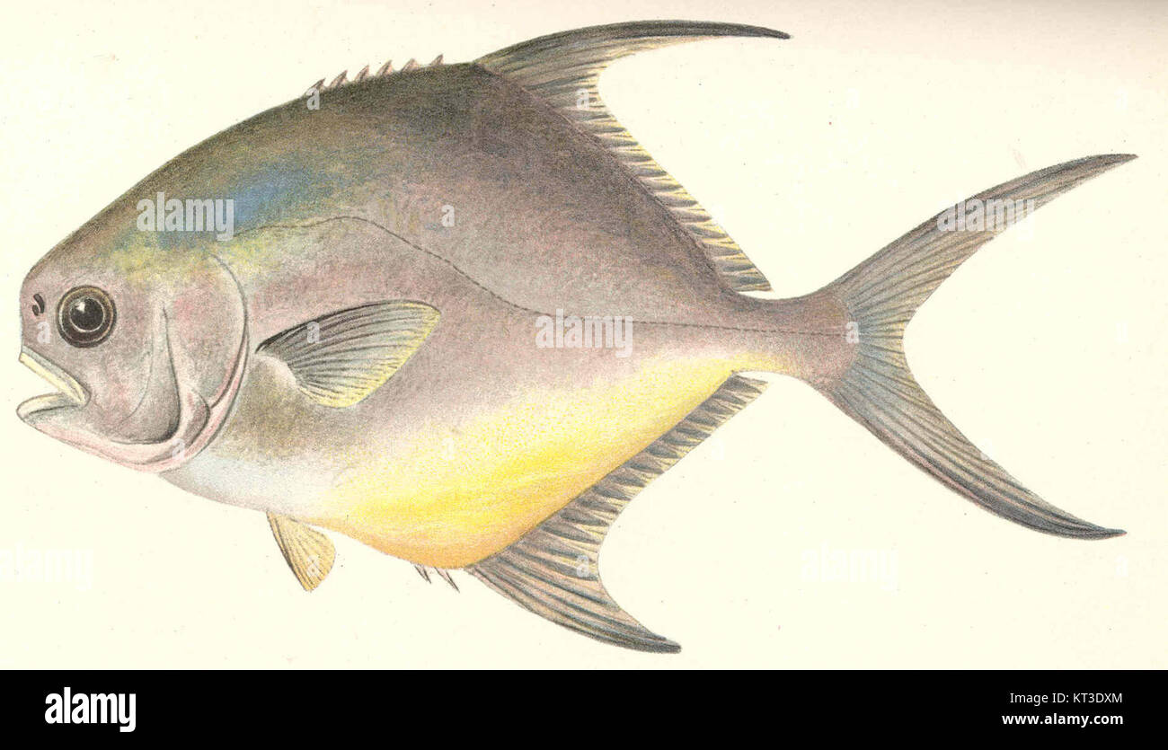 Fishing for high value coastal species hi-res stock photography and ...