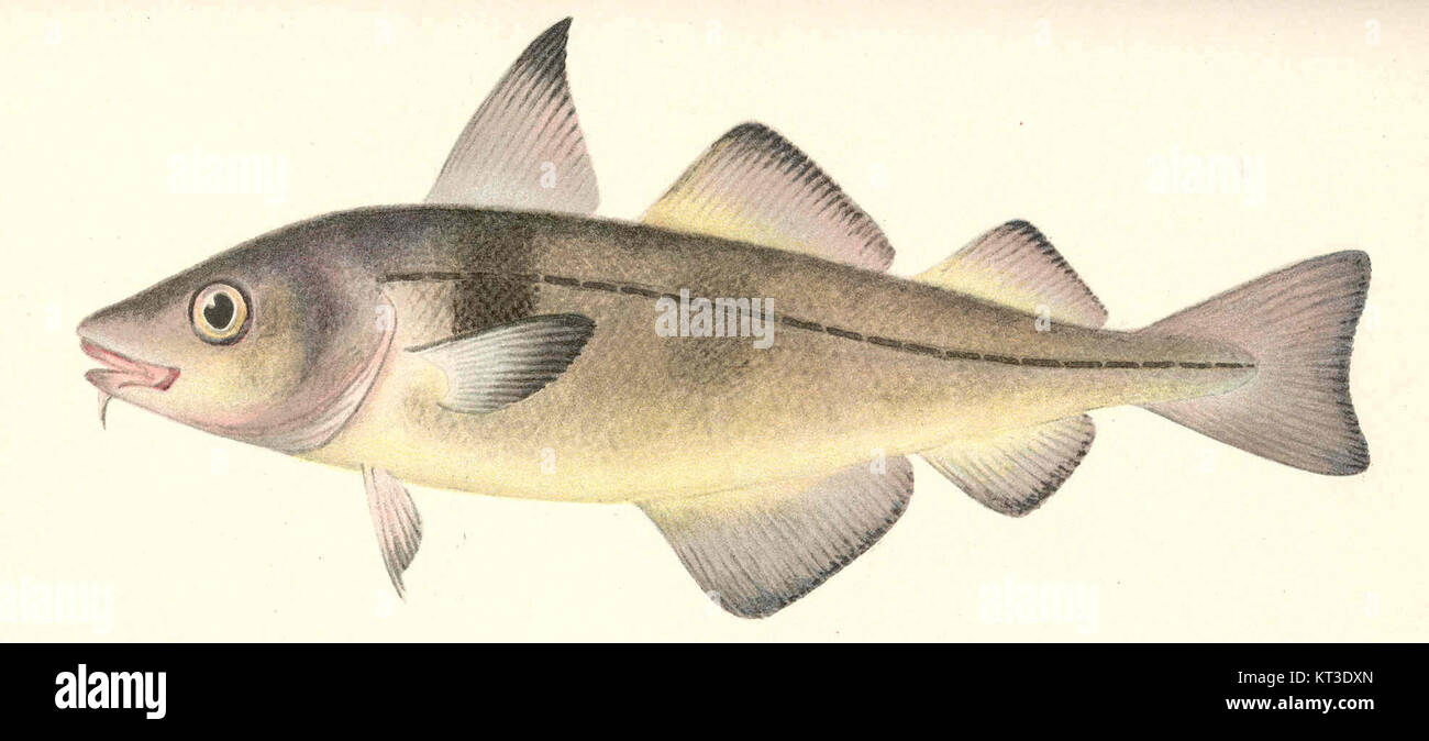 Photograph of the haddock (Melanogrammus aeglefinus), a marine fish ...